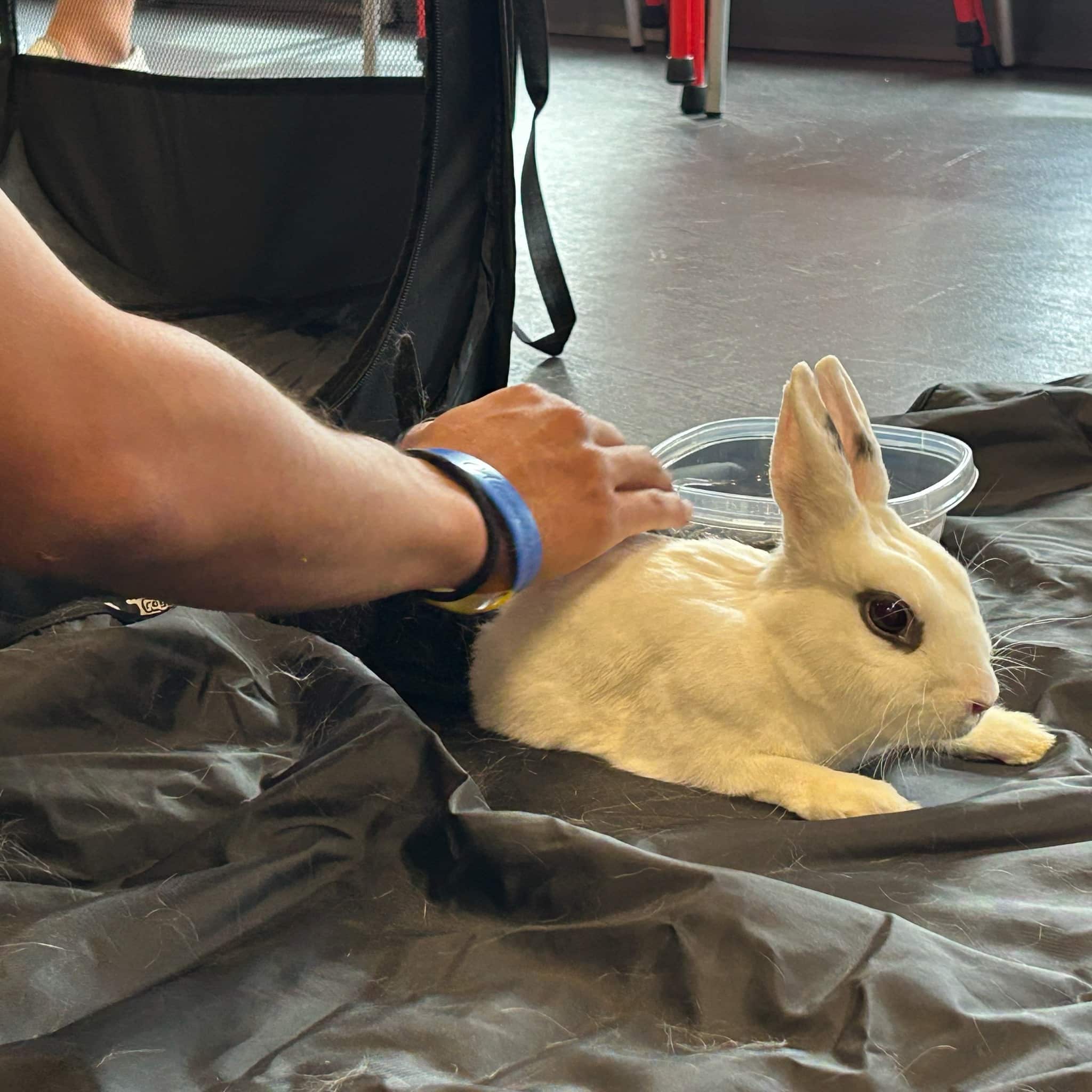 Animal Friends - Understanding Rabbit Body Language