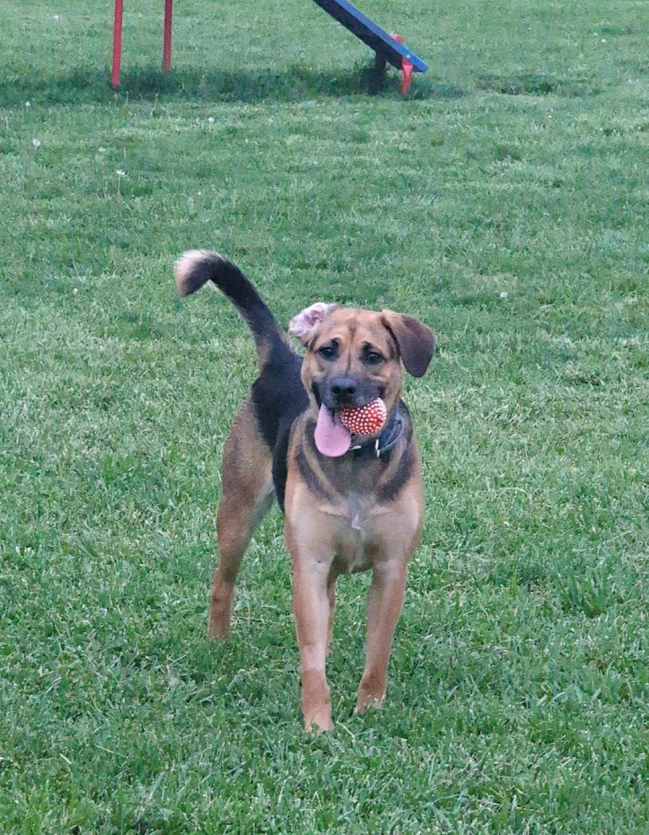 Animal Friends - H2H Rehoming a Pet