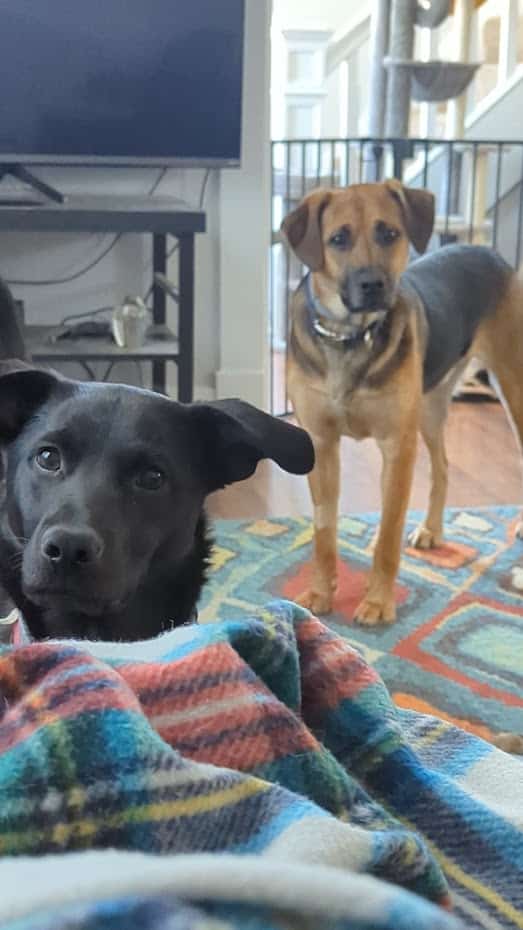 Animal Friends - H2H Rehoming a Pet