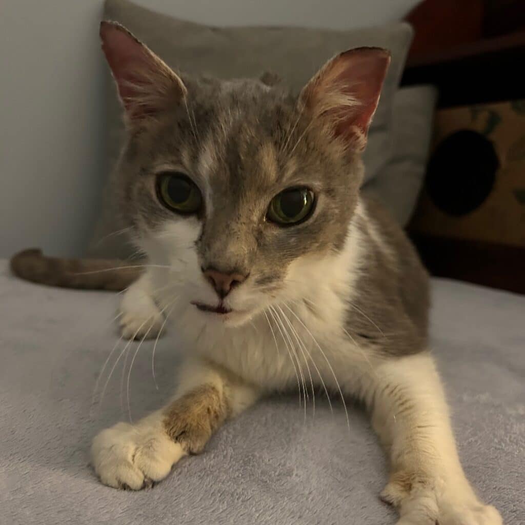 Animal Friends - Foster