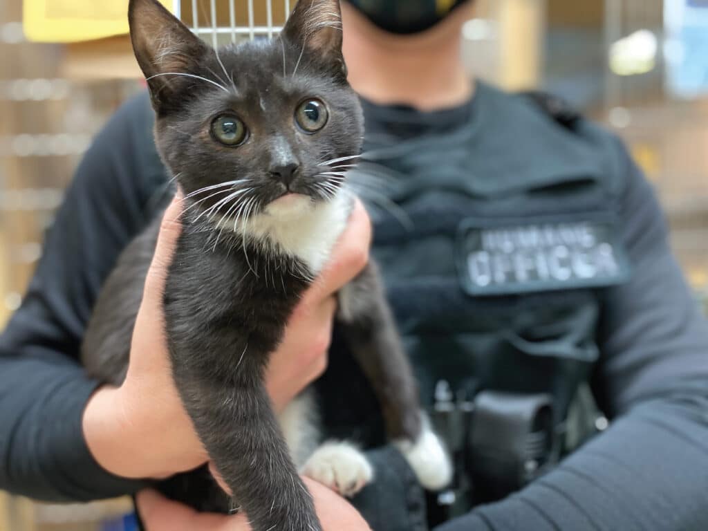 Animal Friends - Report Abuse or Neglect