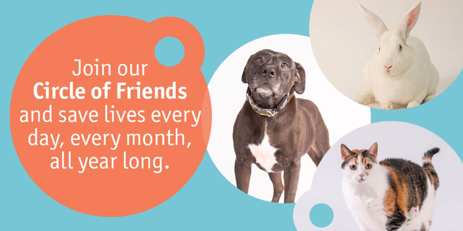 Animal Friends - Saving Lives. It's what we do.